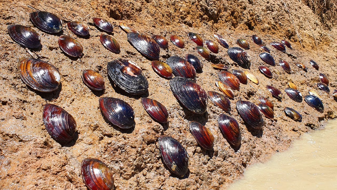 amazing videos fishing! a fisherman skill catch clams a lots by best ...