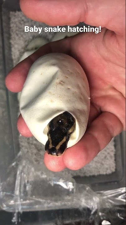 Baby Ball Python just starting to hatch! - YouTube