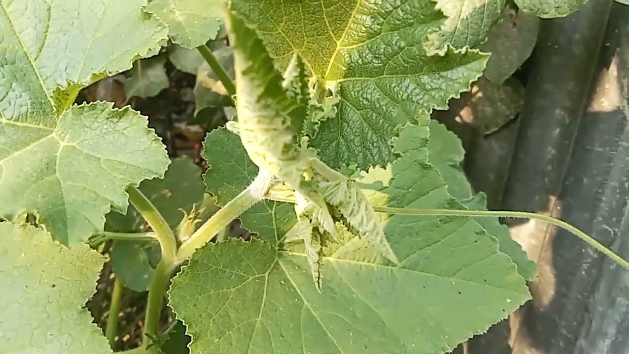 การตอนมะละกอ โดยไม่ใช้ดิน ไม่ใช้แกลบ ไม่ใช้ขุยมะพร้าว ใช้แค่น้ำเปล่า Crop cultivation method EP ...