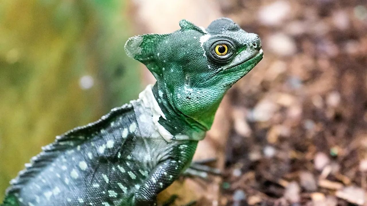 Amazing Amazon Rainforest Animals – You Won’t Believe They Exist! 🌿🐒🔥 ...