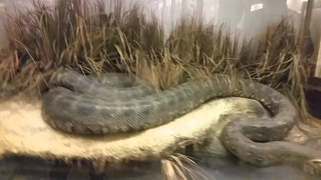 zmije i gusteri muzej - YouTube