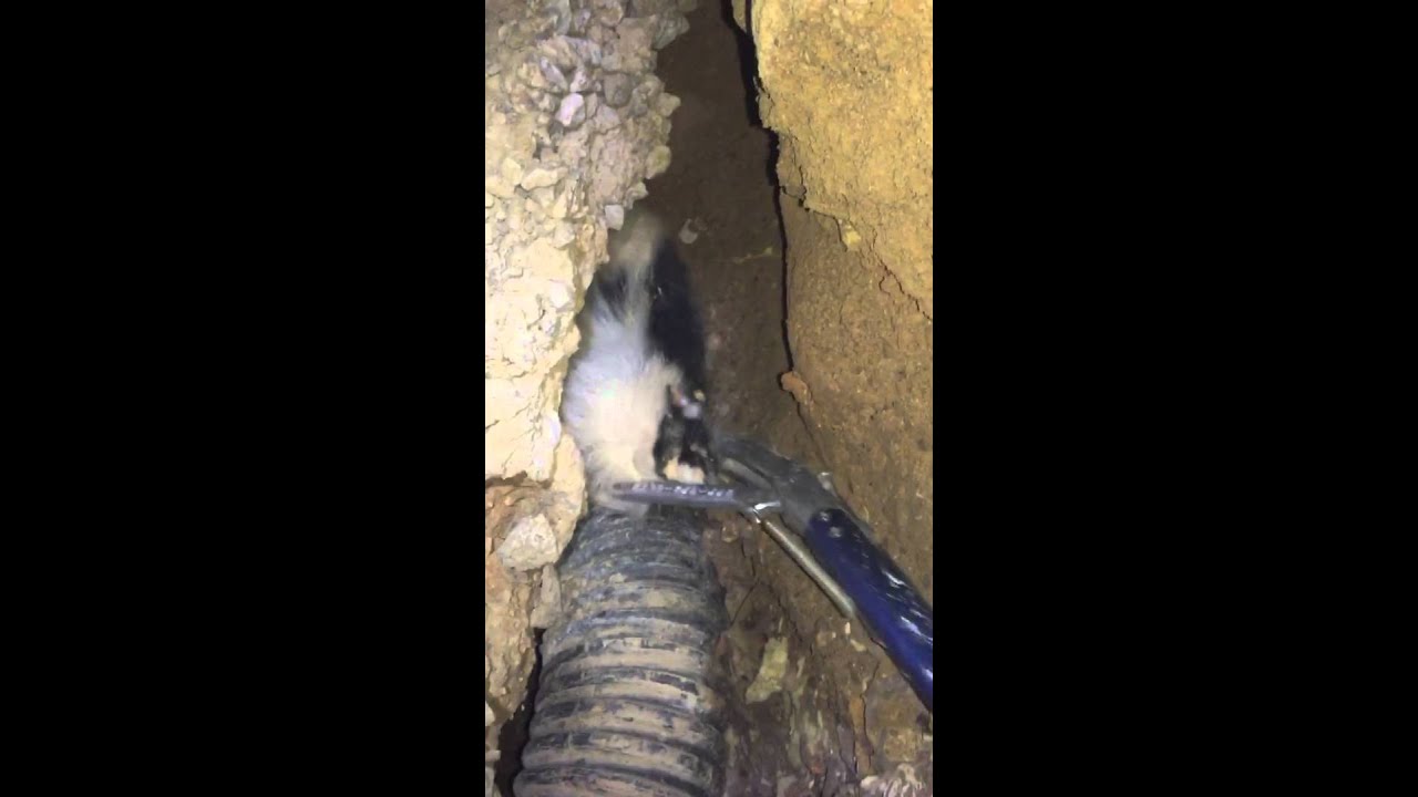 Dead Skunk Removal In Crawlspace - Animal Pros - YouTube
