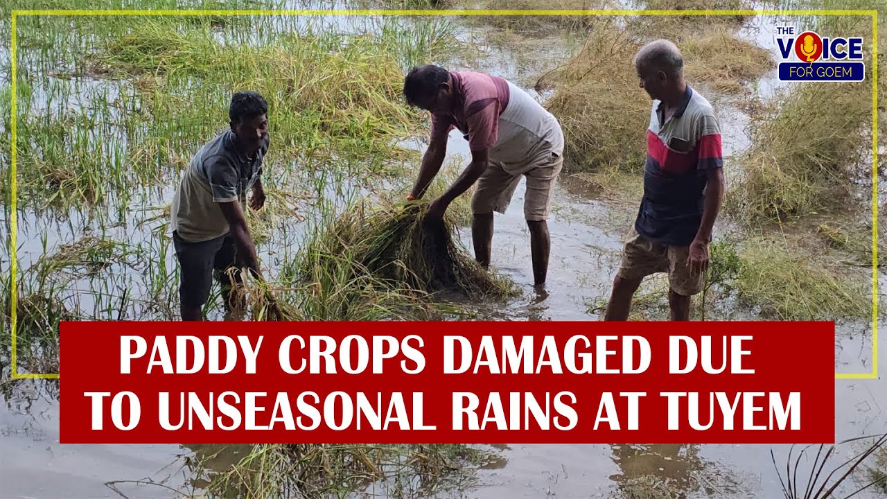 Paddy Crops Damaged Due to Unseasonal Rains at Tuyem - YouTube