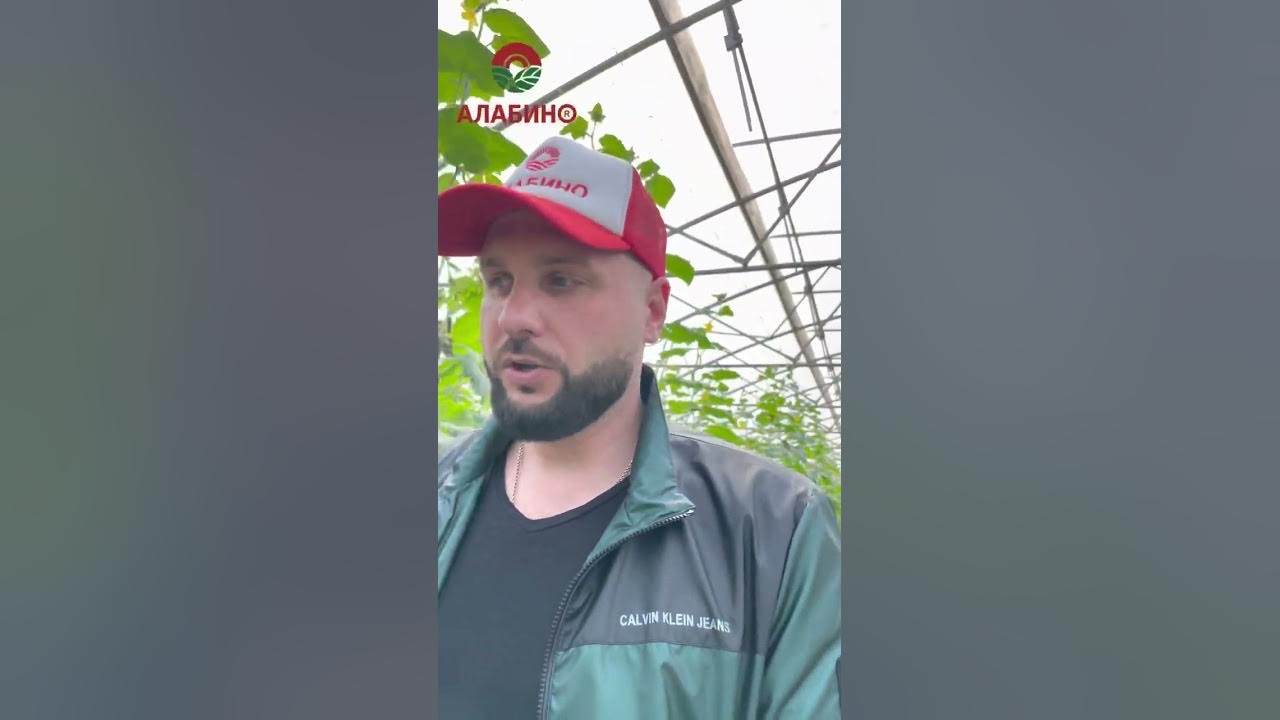 Огурец молодец!! Сорт Северин F1 #огурцытепличные #гидропоника - YouTube