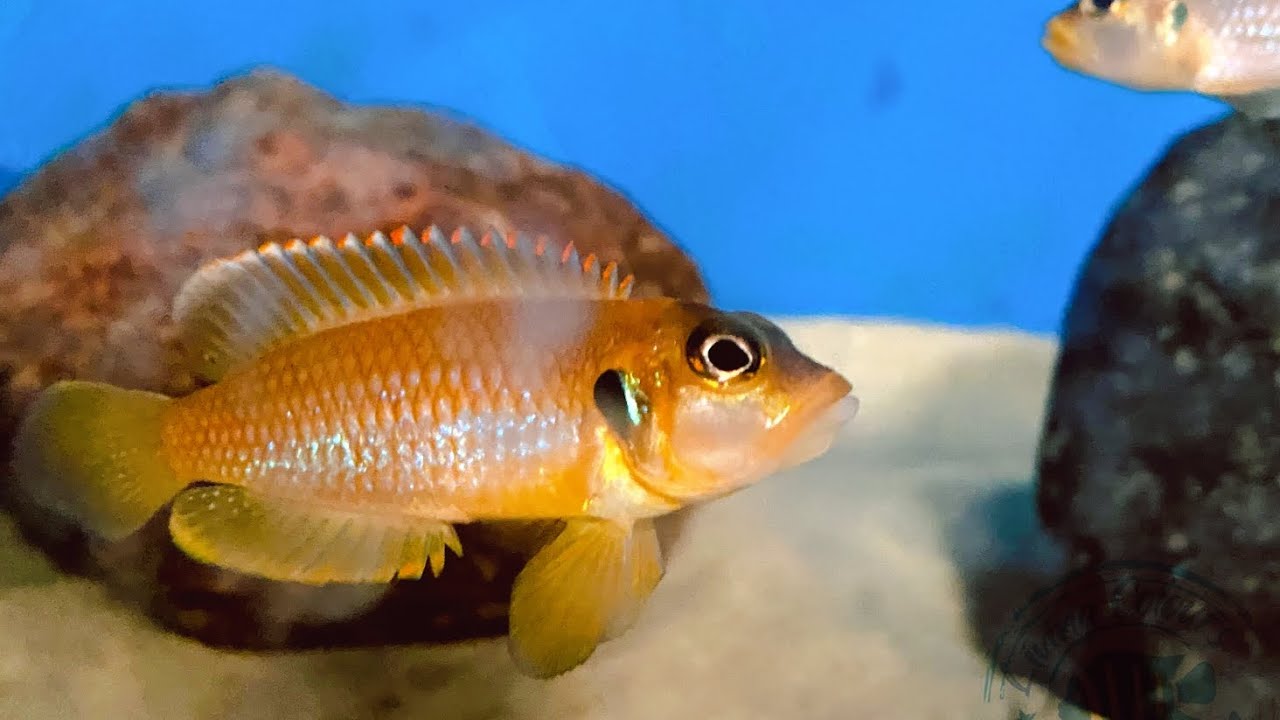 Lamprologus Ocellatus Gold (Real) Trio With Babies - YouTube