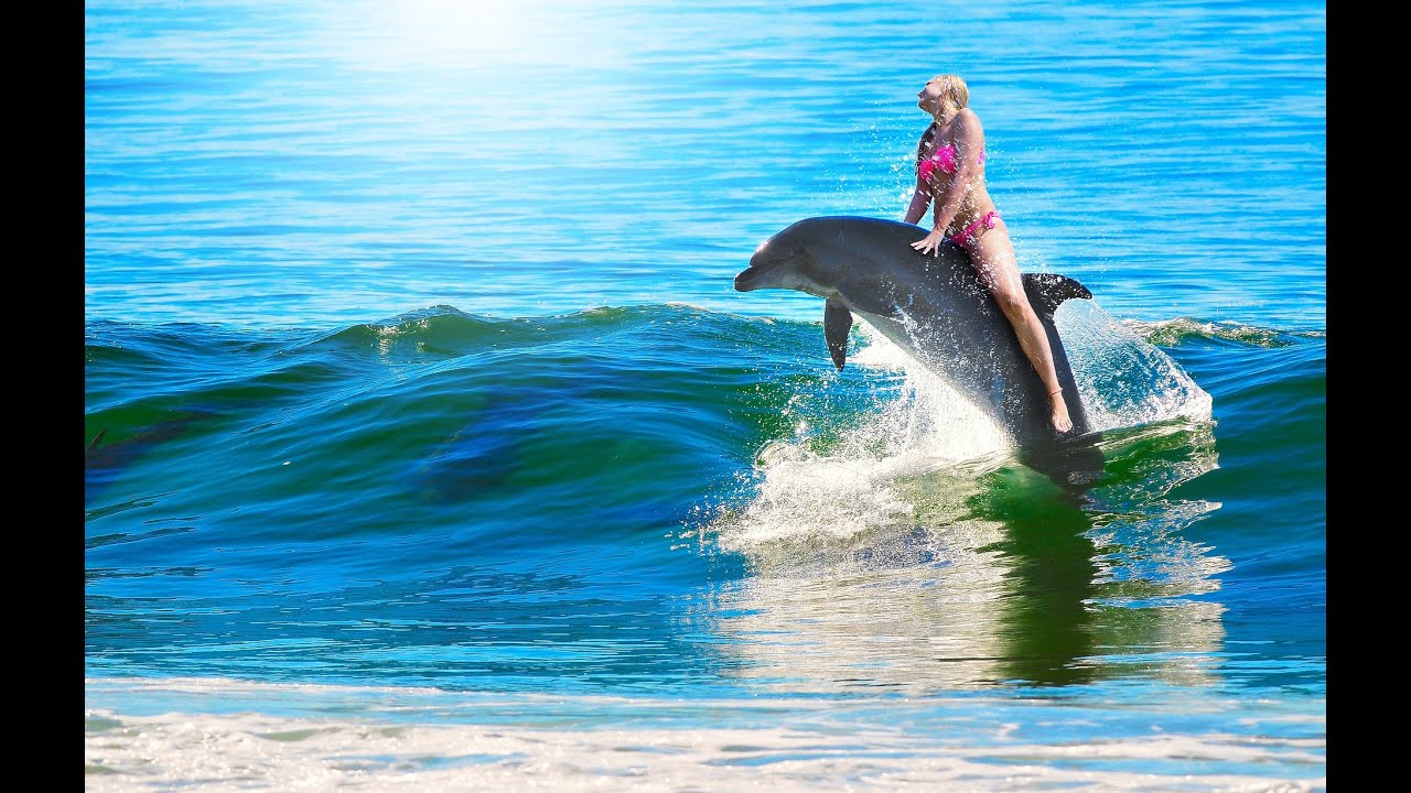 هل ياكل الدلفين الانسان ام هو صديقه ؟ | Does dolphin eat man or is it ...