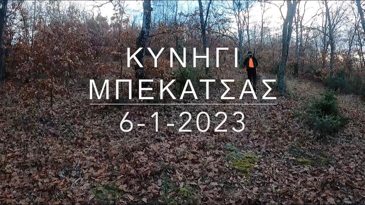 ΚΥΝΗΓΙ ΜΠΕΚΑΤΣΑΣ 6/1/2023 / Woodcock Hunting / Caccia alla Beccaccia ...