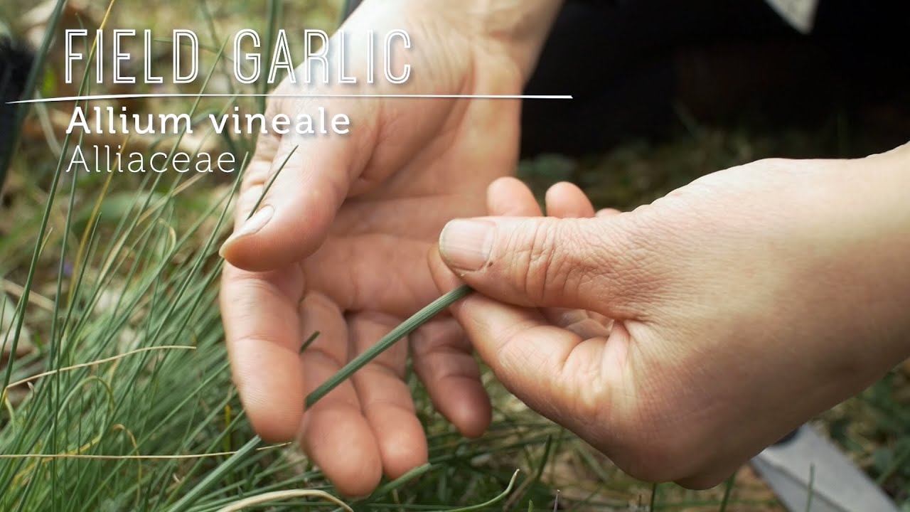 MEET FIELD GARLIC (Allium vineale): Wild Food Health Booster - YouTube