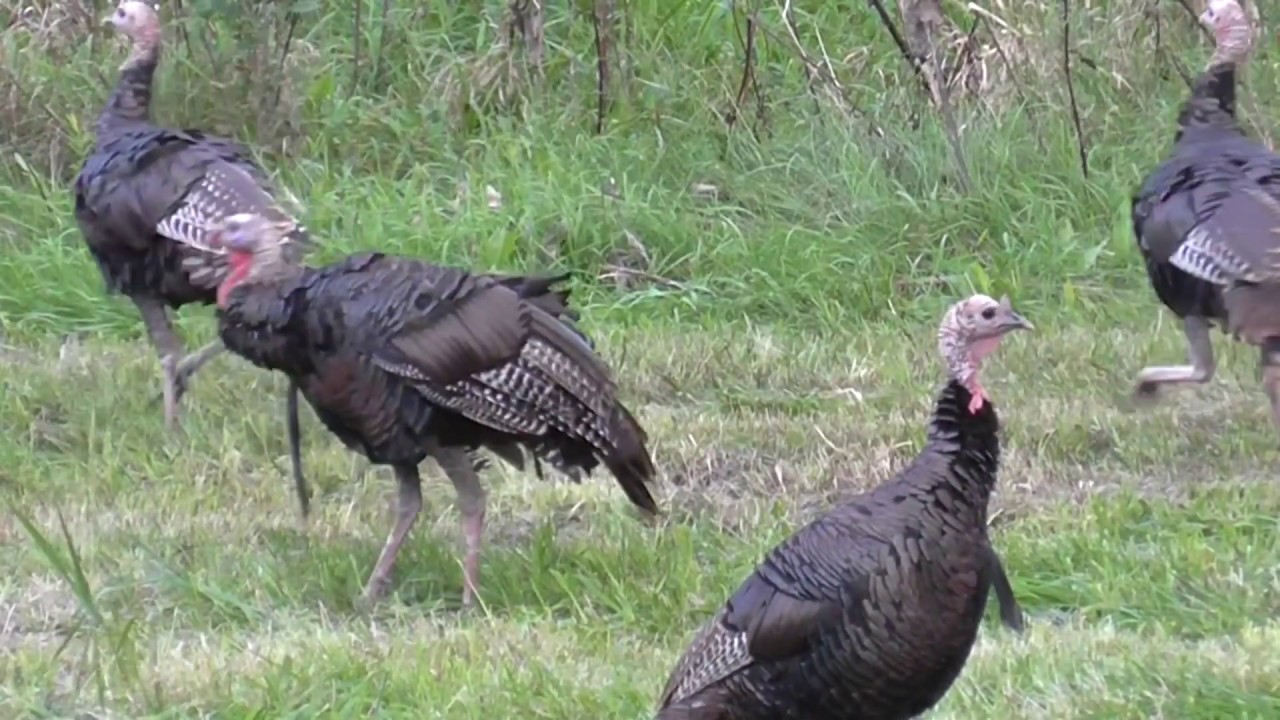 Turkey Toms Establishing Pecking Order - YouTube