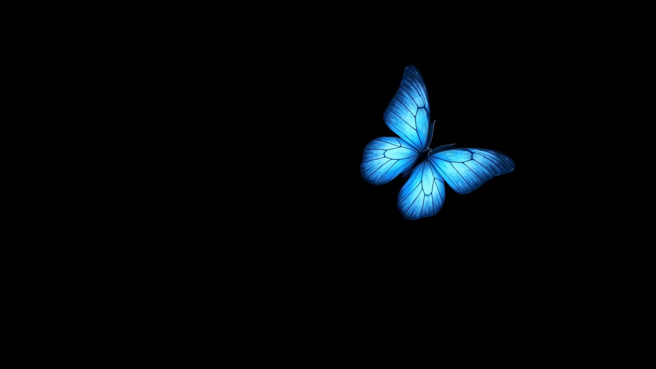 Glowing butterfly black screen | Blue butterfly flying black screen ...