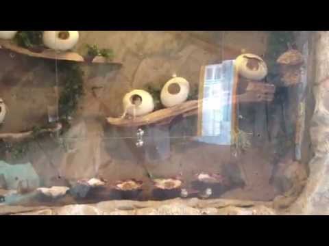 The Finch Stones Bird Cage - YouTube