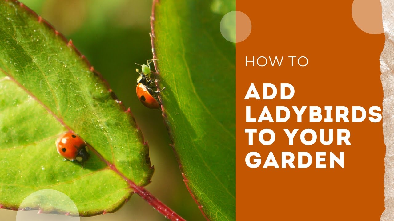 Adding ladybirds to the garden - YouTube