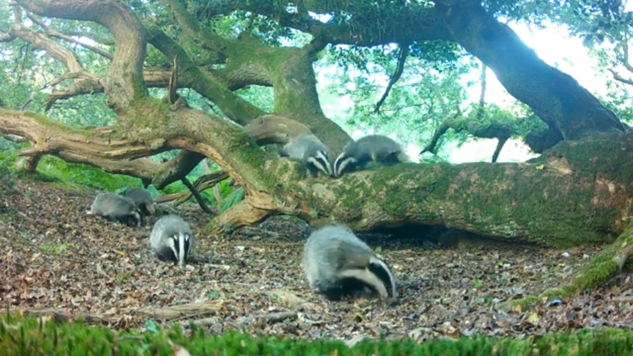 Badger Tree Clan 2024 !!!! - YouTube