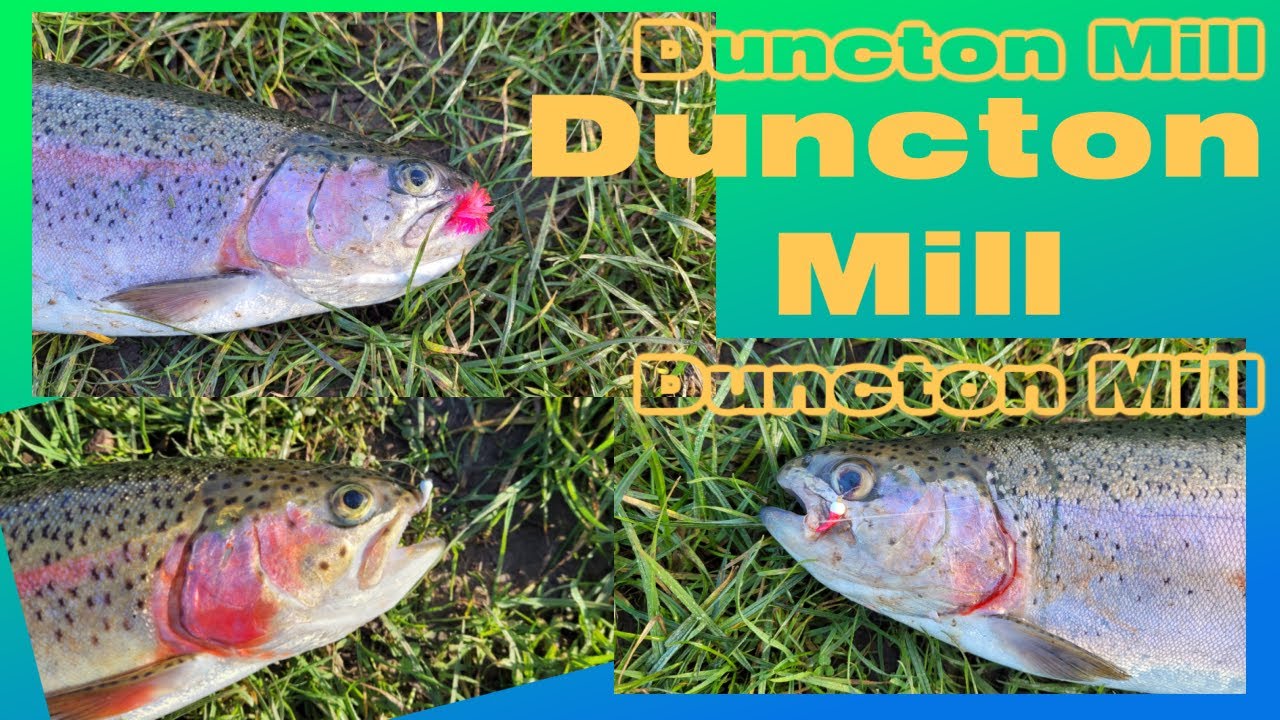 Duncton Mill Trout Fishery, Winters Clear water with 3 hard fighting ...