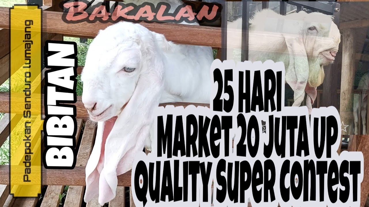 BIBIT KAMBING SENDURO SUPER QUALITY KONTES 20 Juta UP | KONTES KAMBING ...