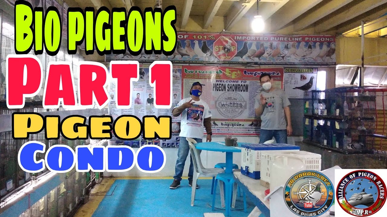 Bio pigeons part 1 - YouTube