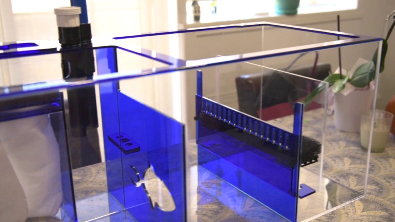 Trigger system Sump, Sapphire 34 - YouTube