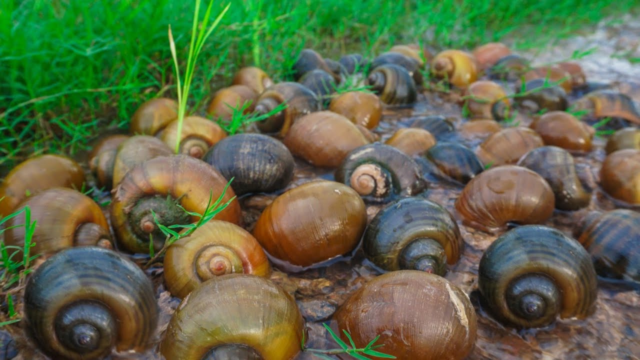 Amazing Catching Many Snail on the road during the flood season | Best ...