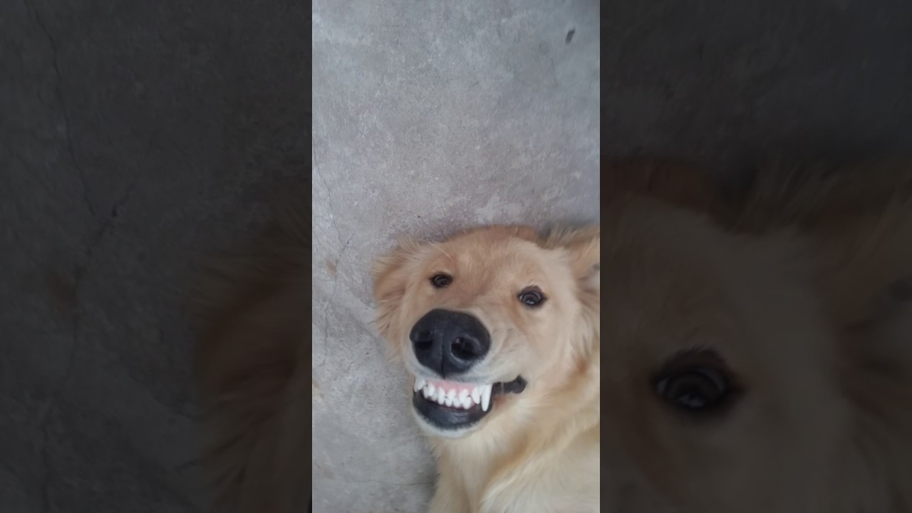perro sonriente - YouTube