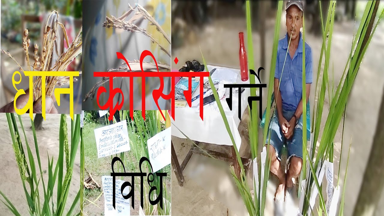 धान क्रोसिङ व्रिडिङ गर्ने तरिका | Rice cross & breeding techniques # ...
