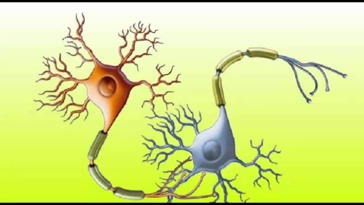 NEUROTRANS 1 - YouTube