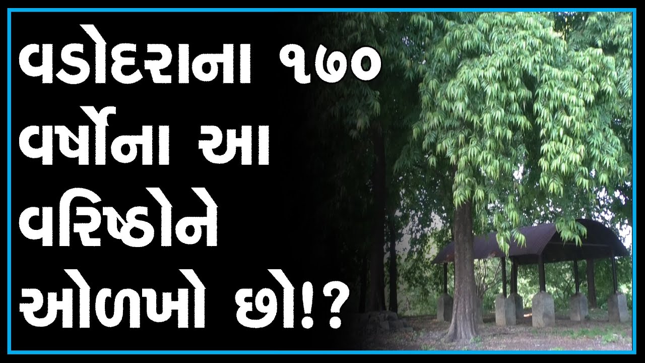 Vadodara still has 130-170 year old trees | Story of heritage trees of ...