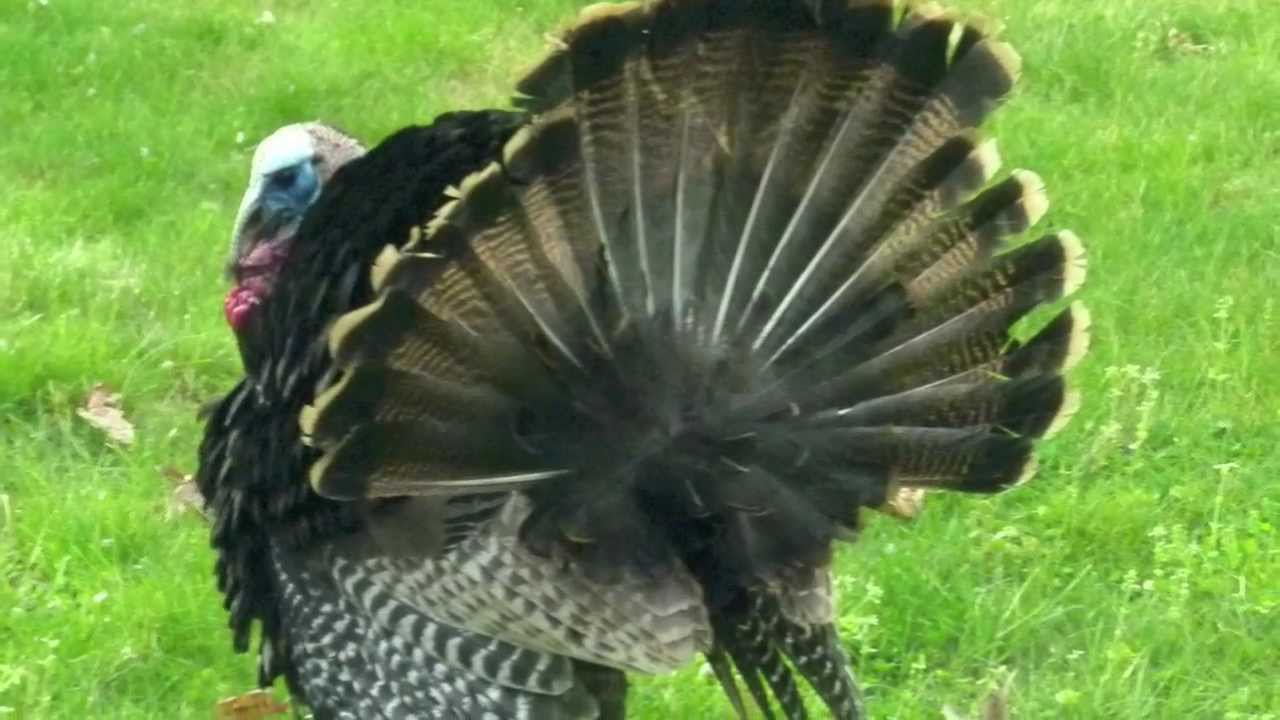 Adventure of Turkey Tom - YouTube