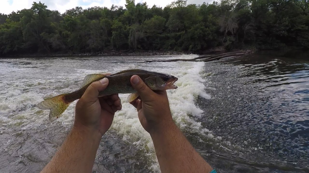 Multispecies Fun! Surprise Catch! Skinny Dipper, Venom Tube, Mister ...