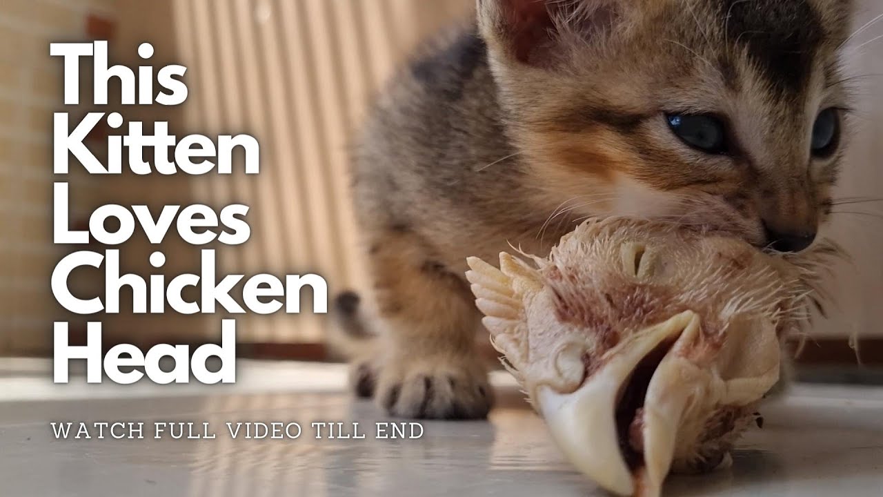 Hungry Kitten Loves to eat Huge chicken head, Little Cute Kitten eating ...