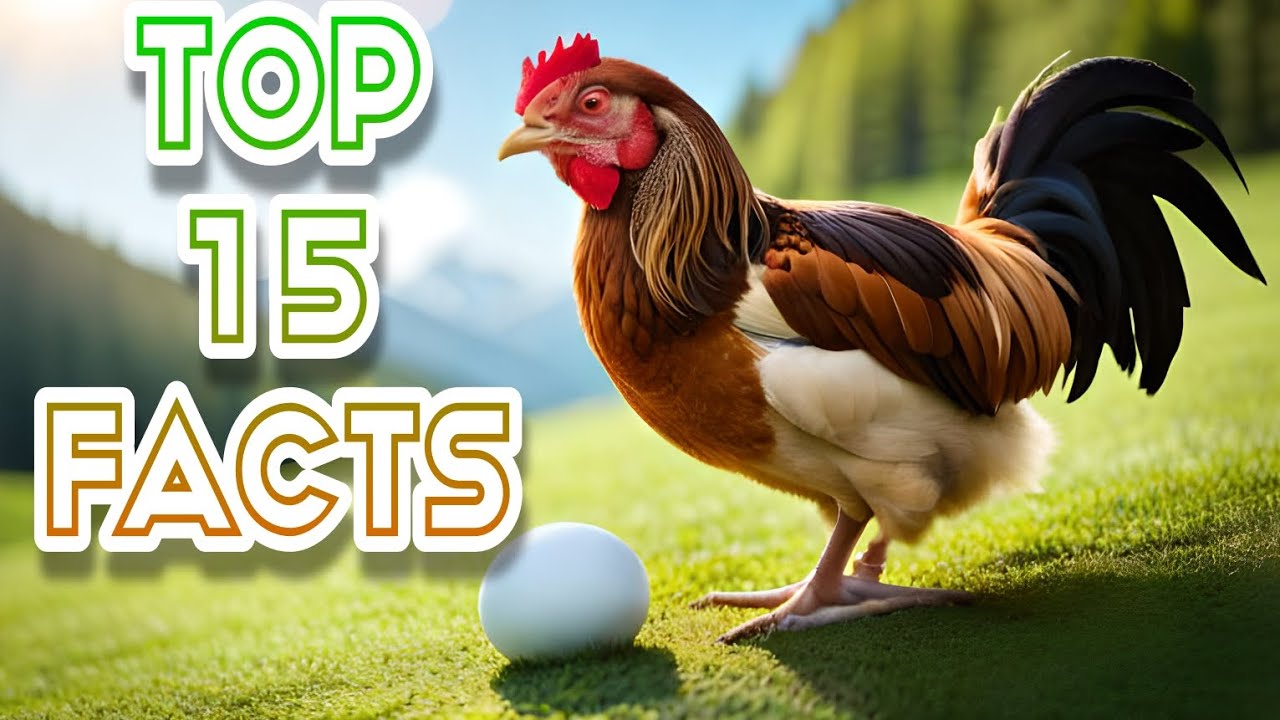 15 Surprising Facts About Chickens You Need to Know - YouTube