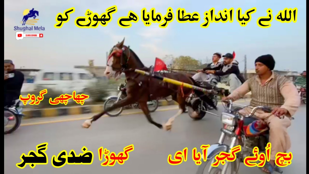 King Ziddi Gujjar Horse Try 02 December 2023 || Tanga Race || # ...