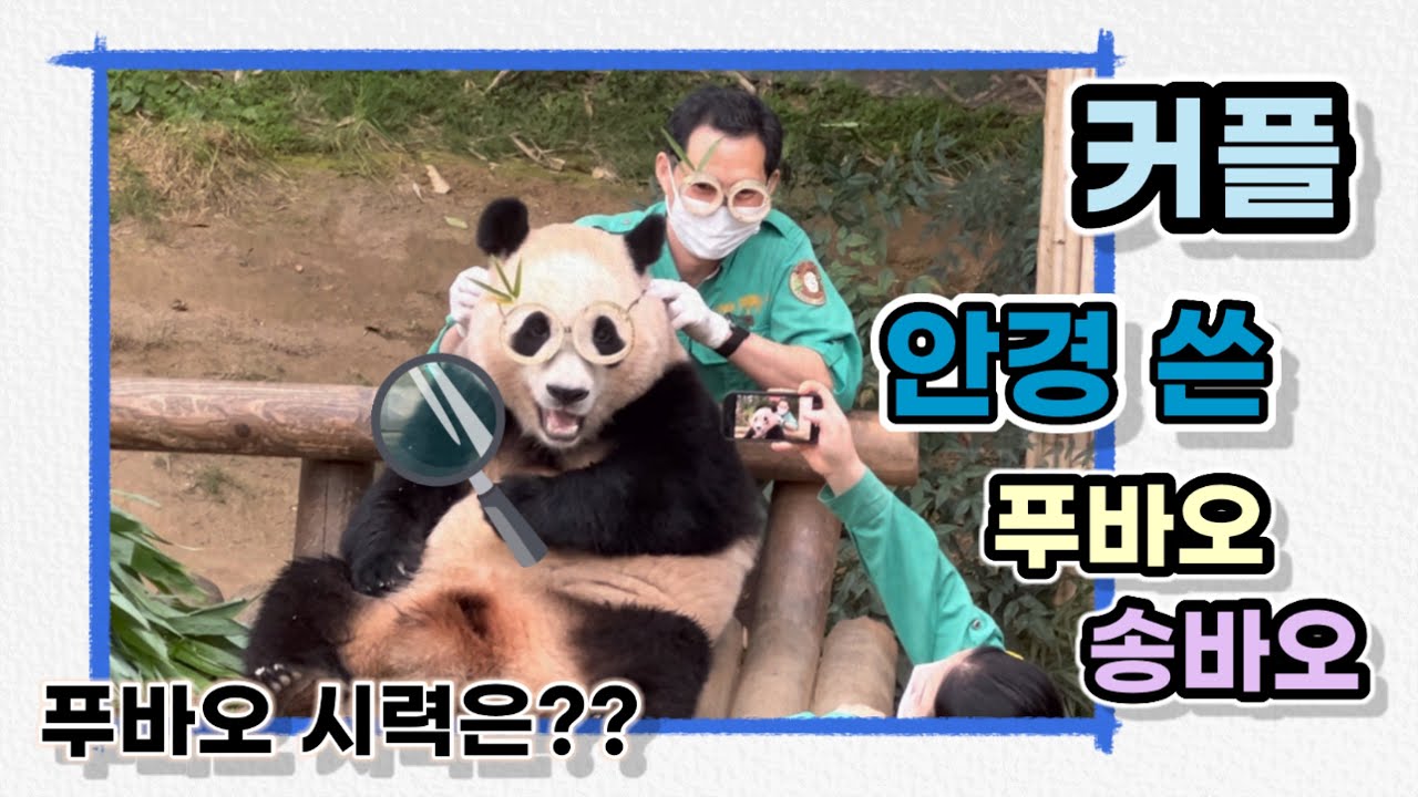 1041할부지가 가져온 커플 안경 우리 제법 잘 어울려요 아이바오 자고 일어나 퇴근하고 출근한 푸바오에버랜드 판다월드 Youtube