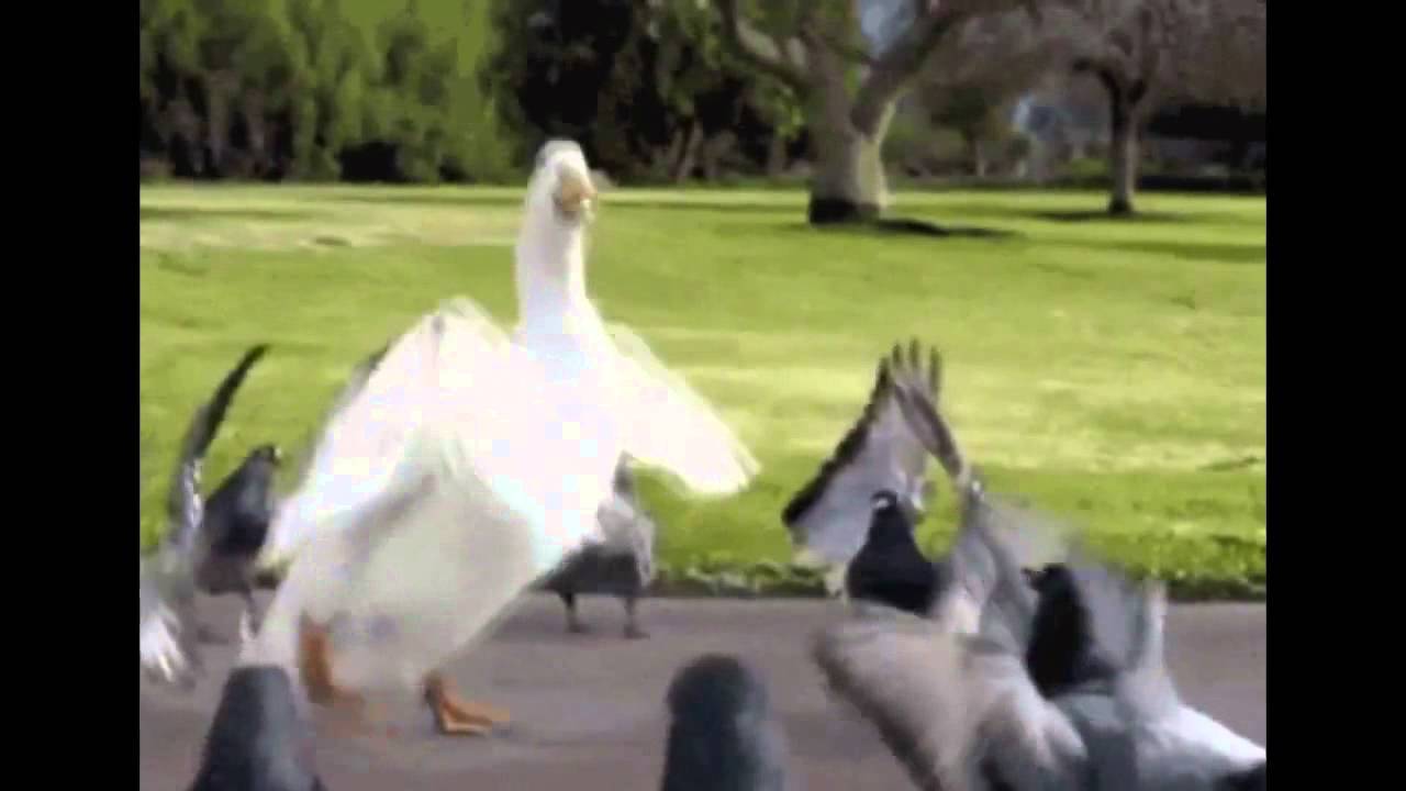 Nejlepší GIFy - YouTube