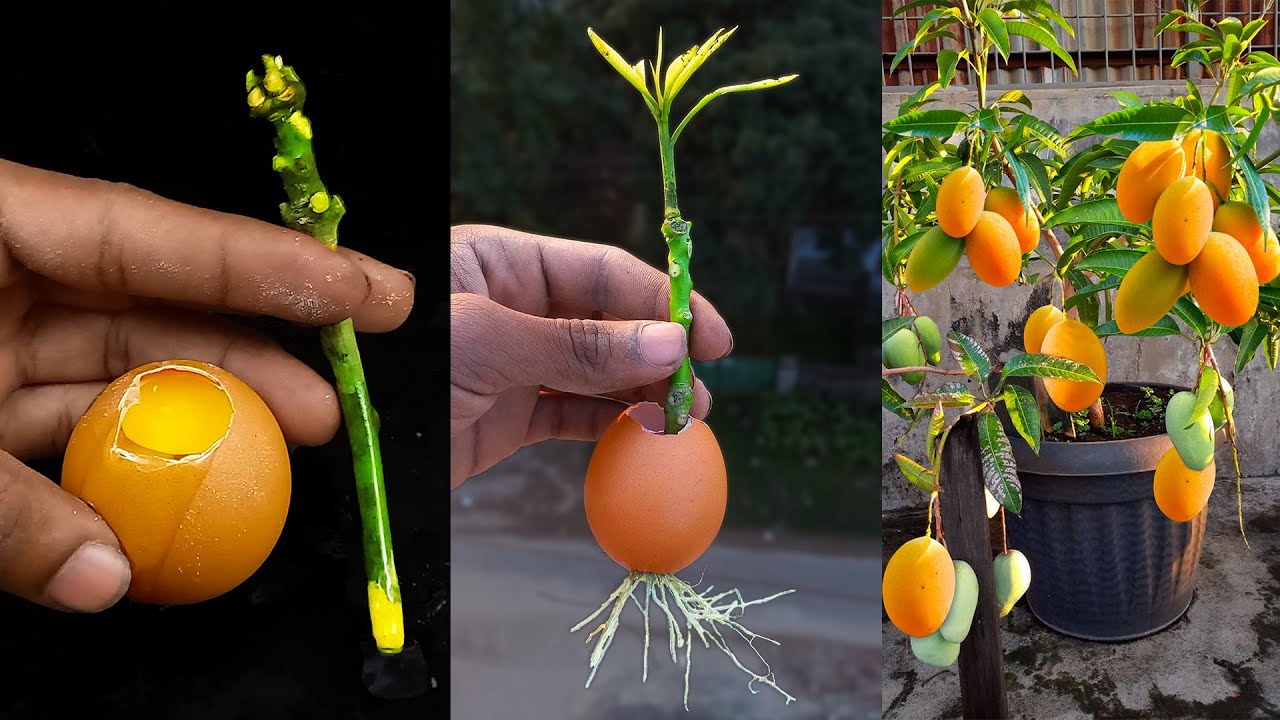 How To Propagate Mango Tree using EGG from Cuttings in 7 Days- Mango ...