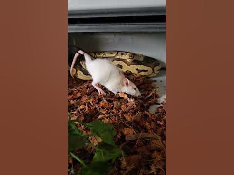 spotnose clown Monty the python eating #feedshorts #ballpython #eating ...