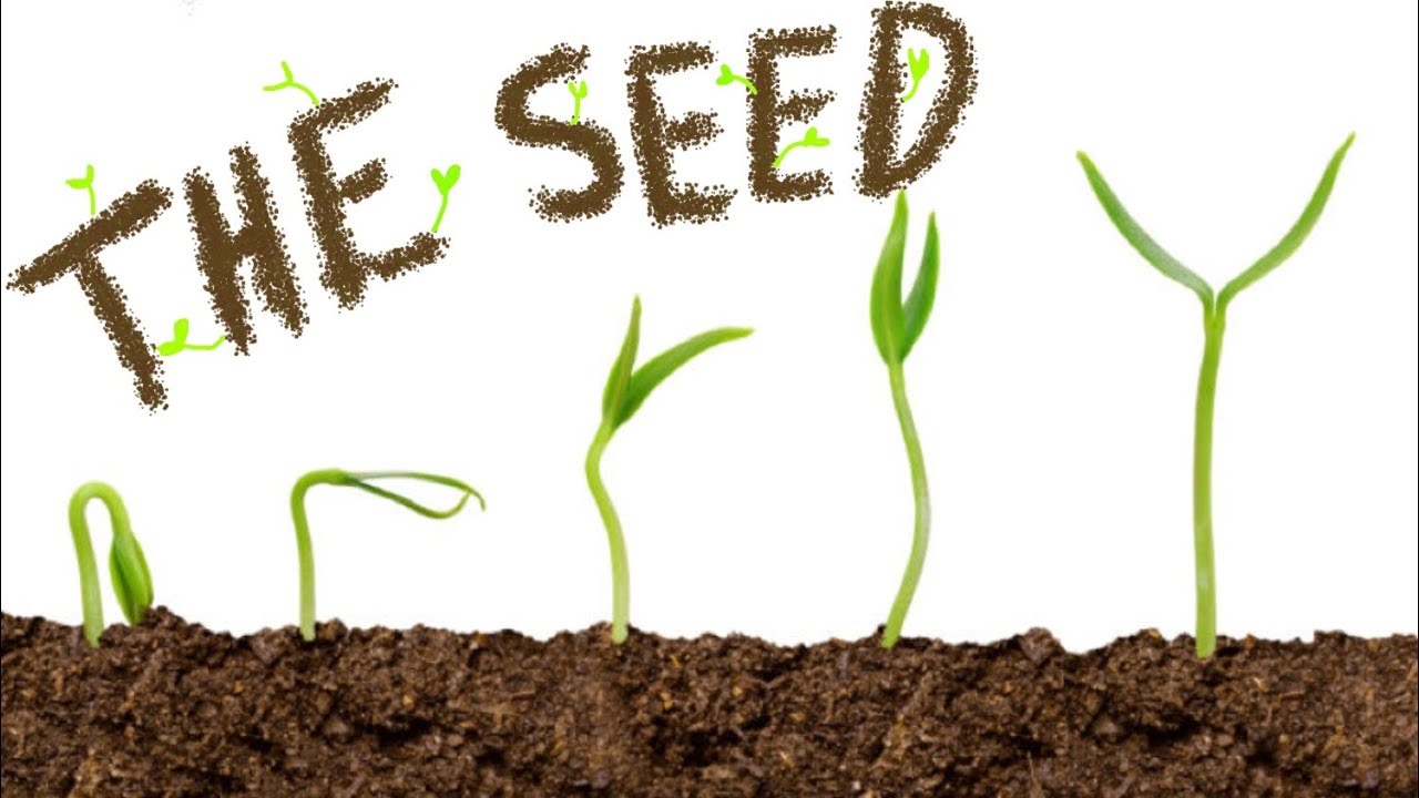 The Seed Animation - YouTube