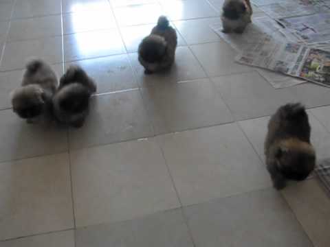 CACHORROS DE RAZA PEKINES