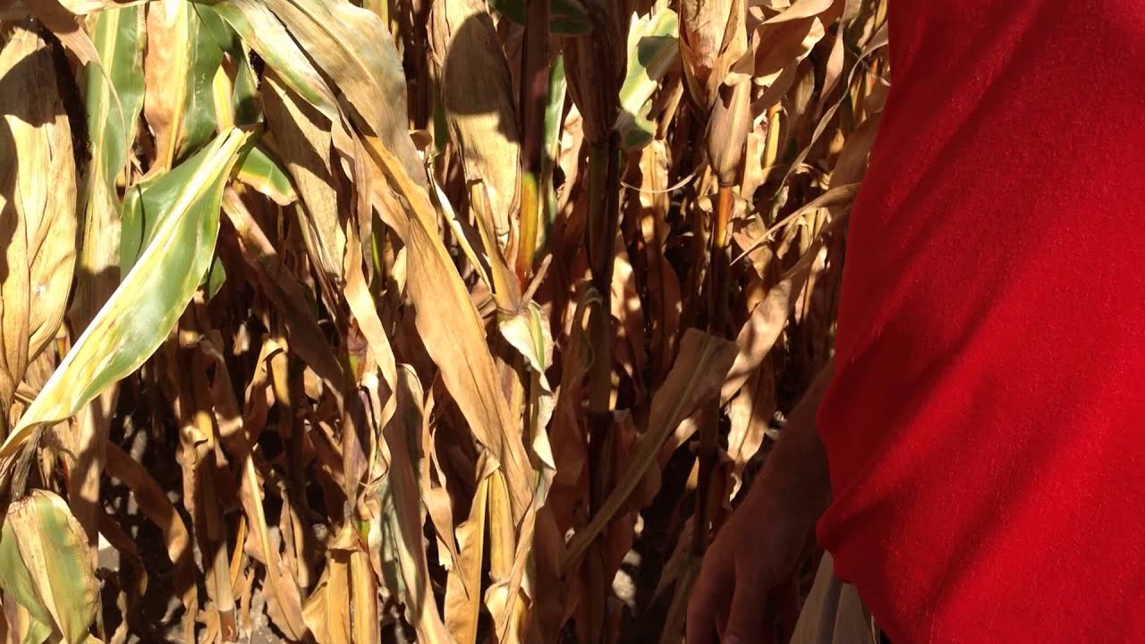 Anthracnose in corn - YouTube