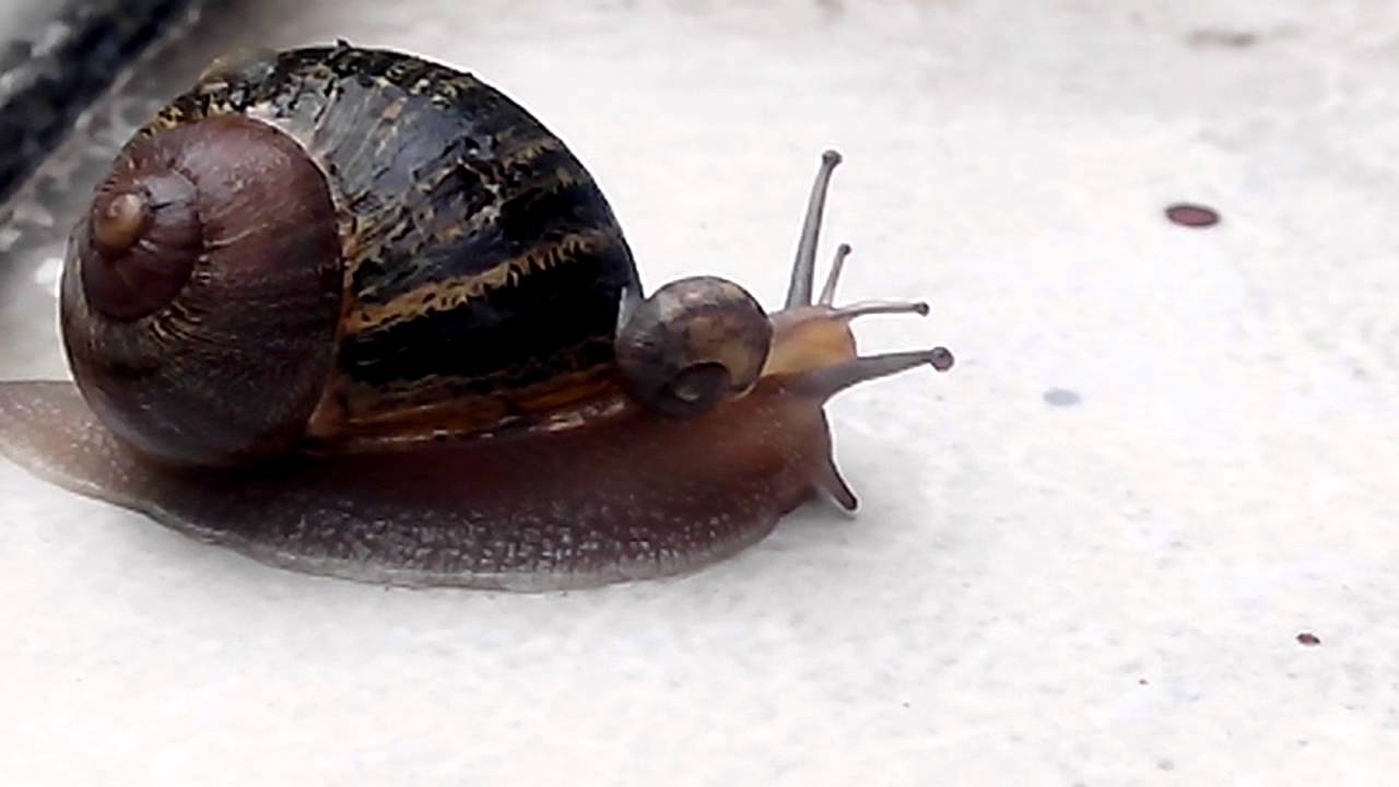 Caracol bebé - YouTube