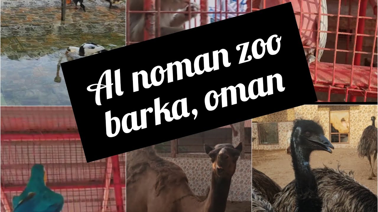 ഒമാനിലെ zoo കാഴ്ചകൾ, NOMAN ZOO BARKA, @shazworld_ - YouTube