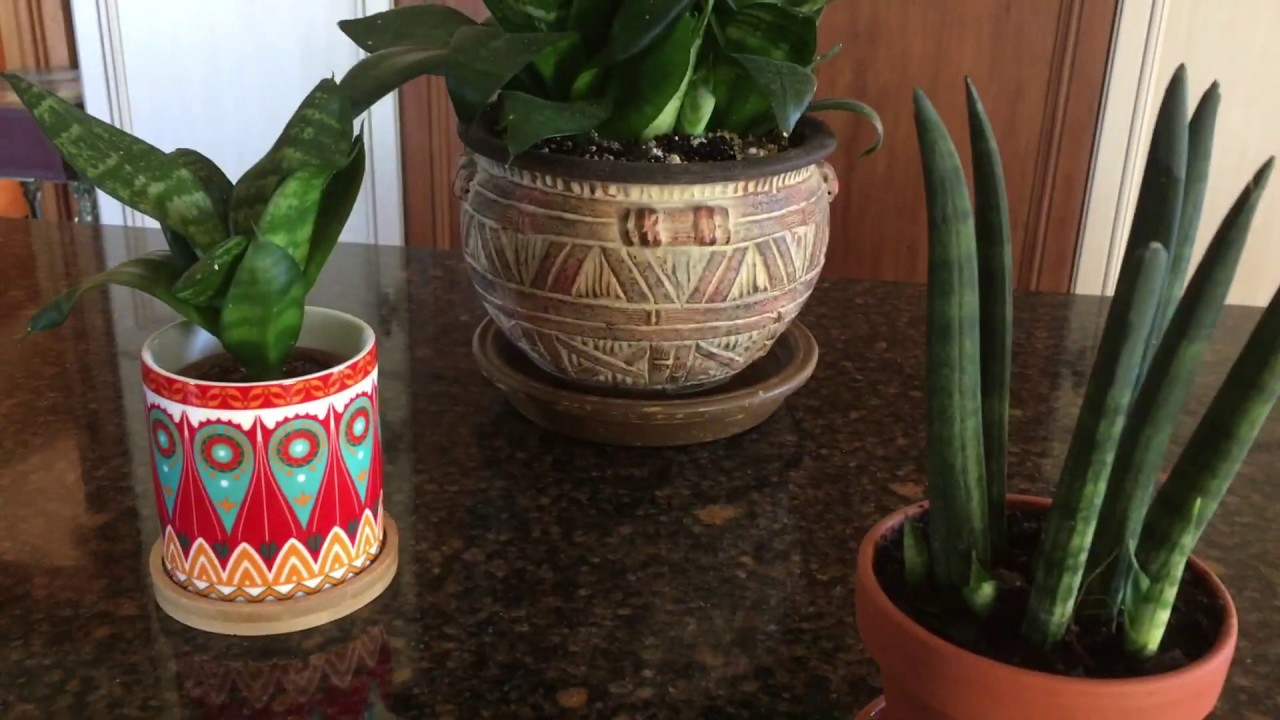 Bad Luck Houseplant 🌱🎍🎋🍂 - YouTube