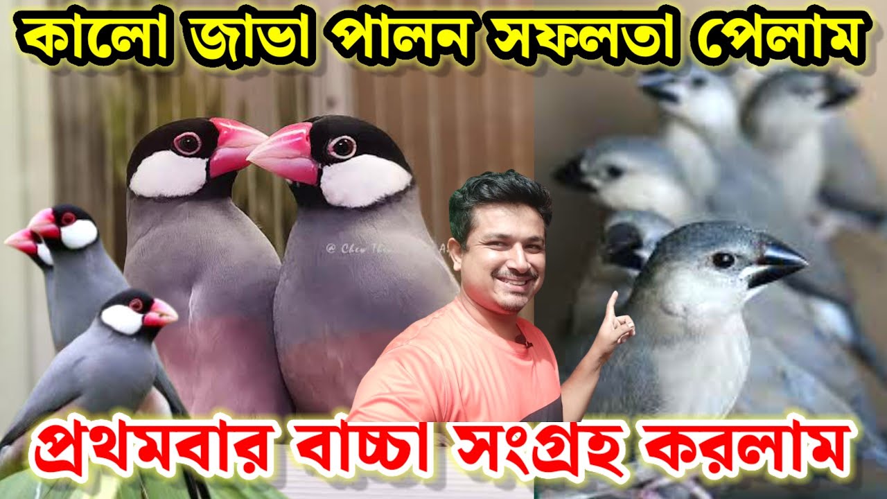 কালো জাভা পাখি পালন সফলতা পেলাম প্রথমবার বাচ্চা সংগ্রহ করলাম || black ...