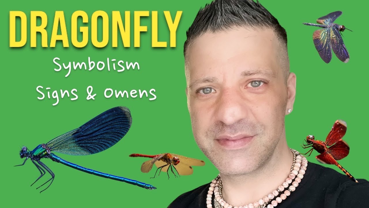 IF YOU SEE A DRAGONFLY OR IF A DRAGONFLY LANDS ON YOU | Symbolism ...
