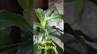 Happy plant - Dracaena, grows  #shorts