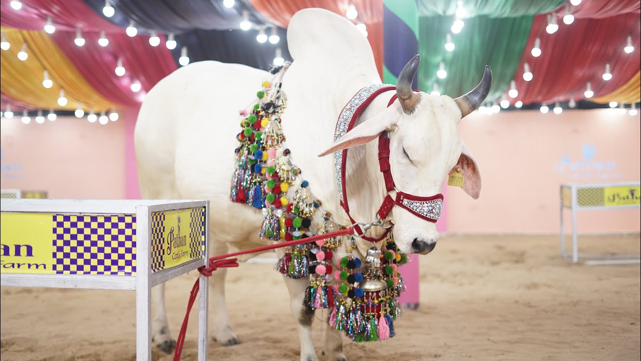 Pathan Cattle Farm || SUNDARI || Biggest & Most Beautiful Punjab Cow ...