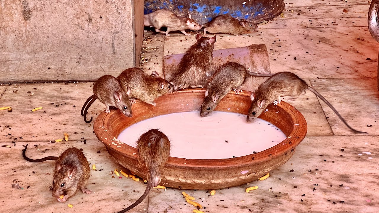 TEMPLO de las 20.000 RATAS SAGRADAS solo se entra descalzo😰 Locuras de ...