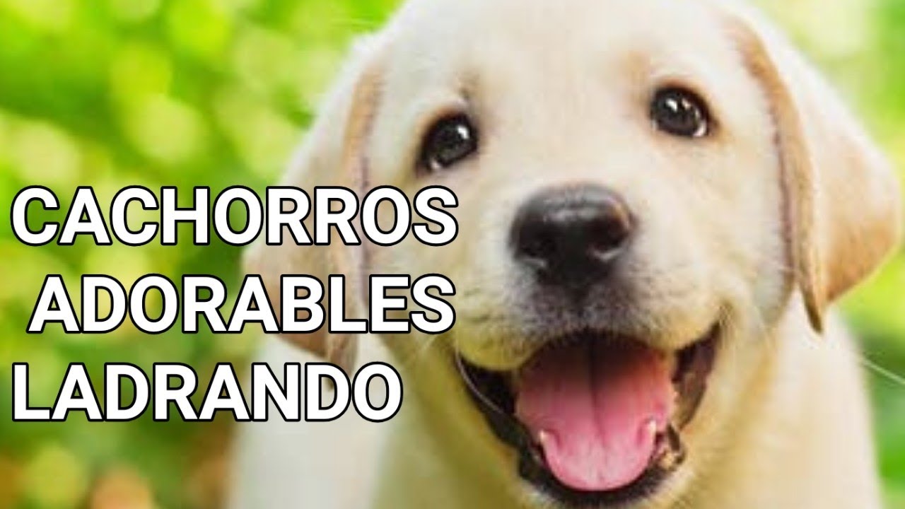 🐶 CACHORROS ADORABLES LADRANDO / Ternura Canina - YouTube