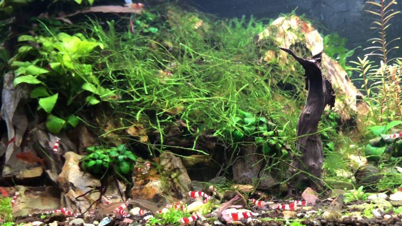 Crystal Red shrimp Aquascape - YouTube