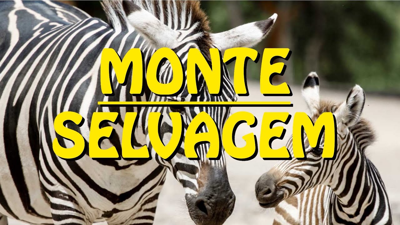 Monte Selvagem Animal Reserve - Portugal HD - YouTube