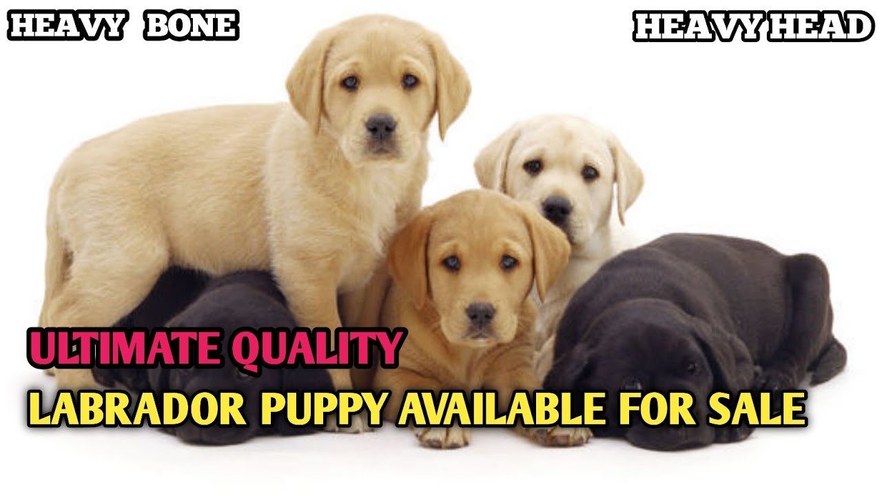 अच्छा मोका है! Ultimate Quality Labrador Puppy Available For sale ...
